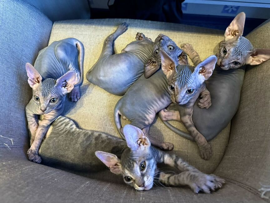 Донской сфинкс котята
