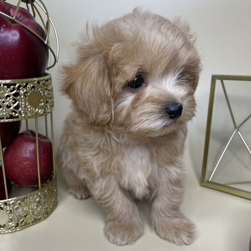 Щенки мальтипу мини