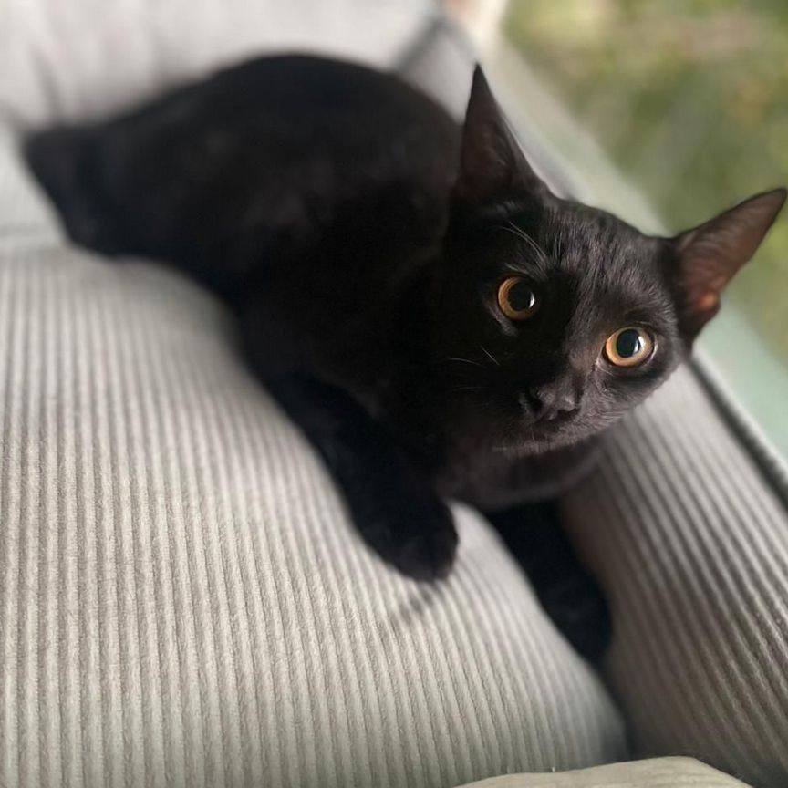 Красавица Багира ищет дом