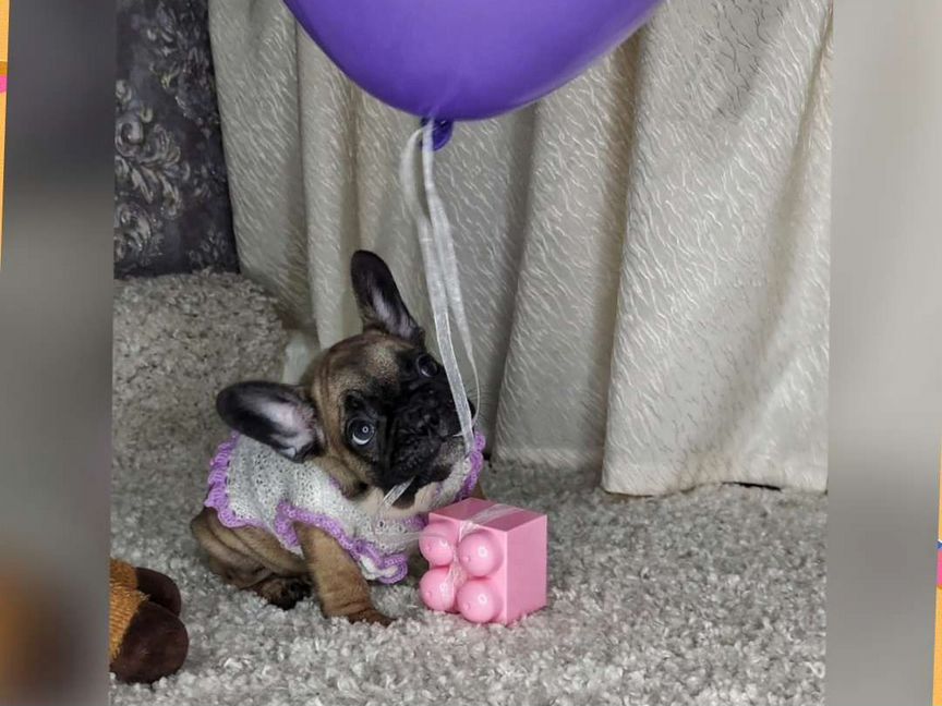 Собака лучший друг человека