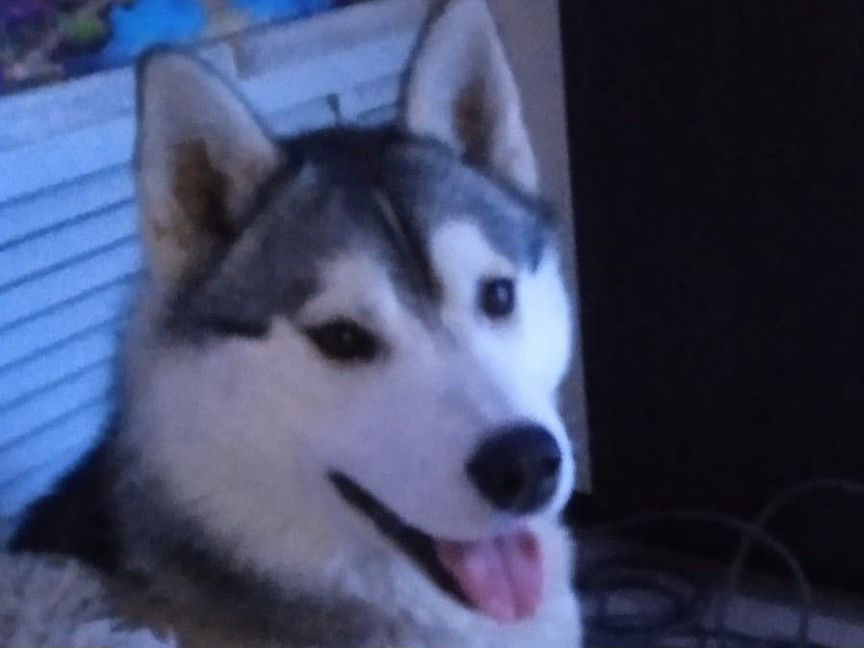 Потерялась собака маламут