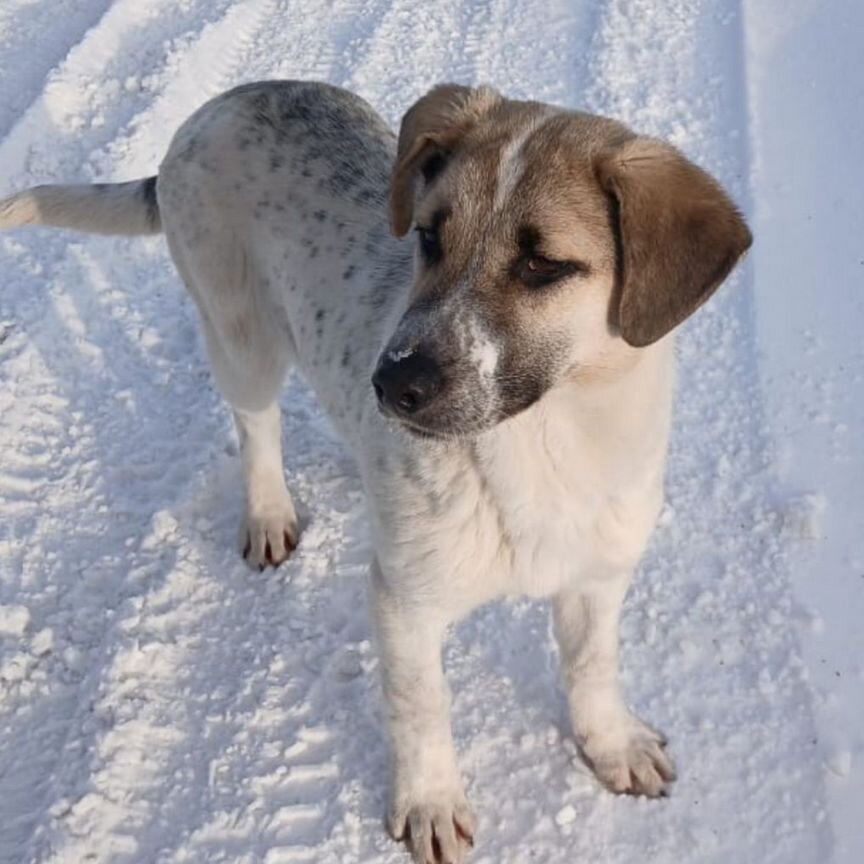Щенок