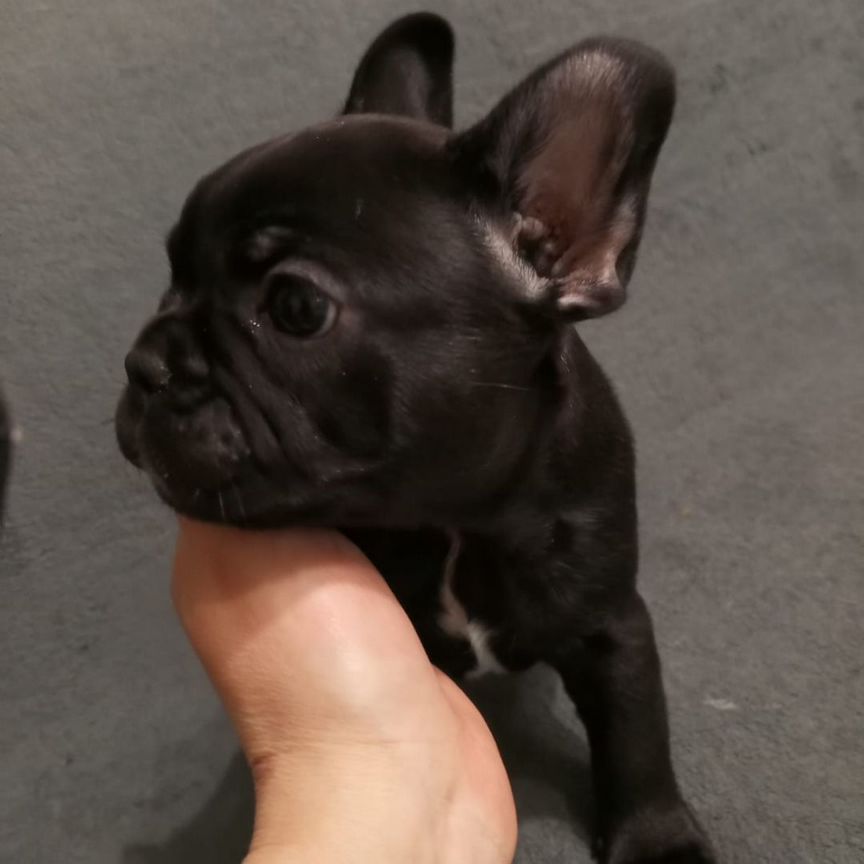 Французский бульдог