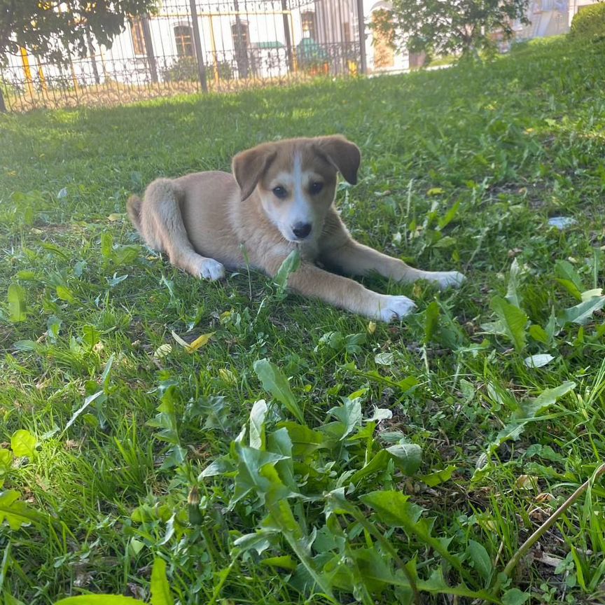 Щенки