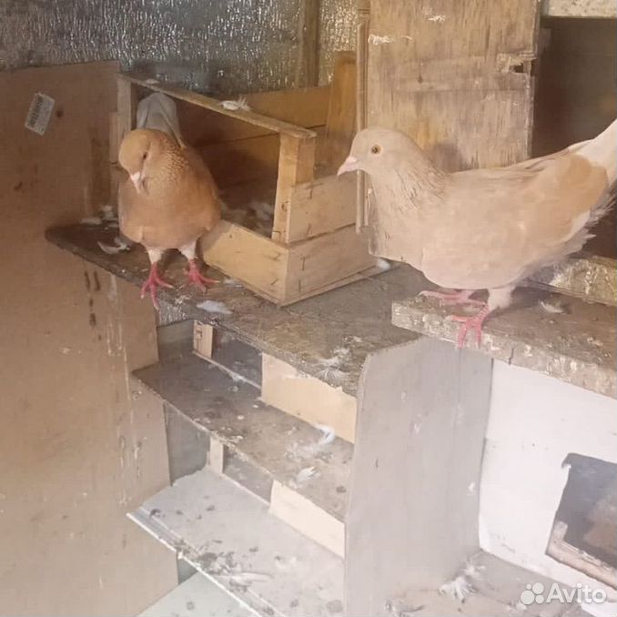 Продажа бакинских голубей в москве