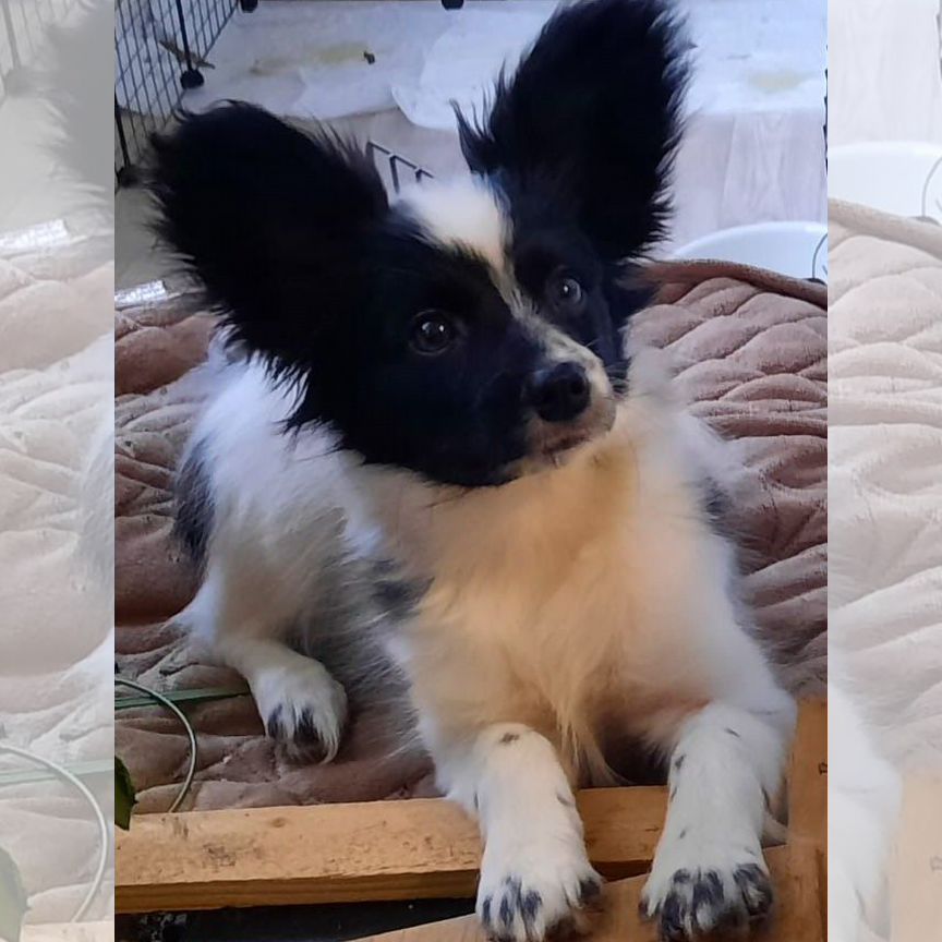 Бело-черный мальчик