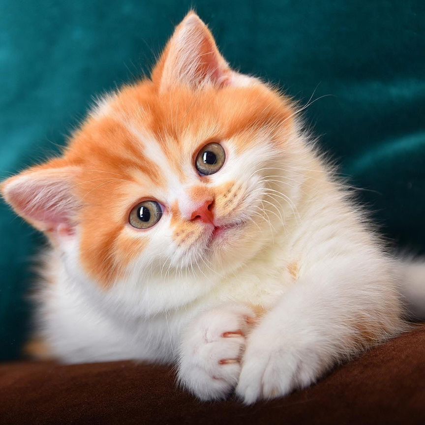 Рыжий британский кот