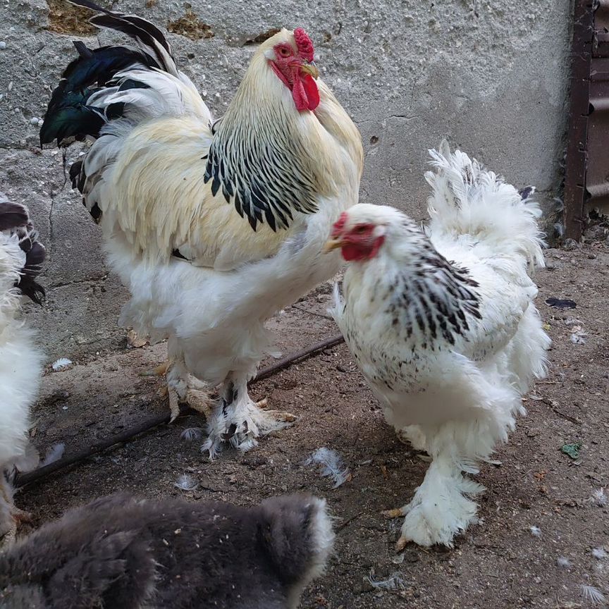 Пара палевого коха- светлой брамы- циплята герг