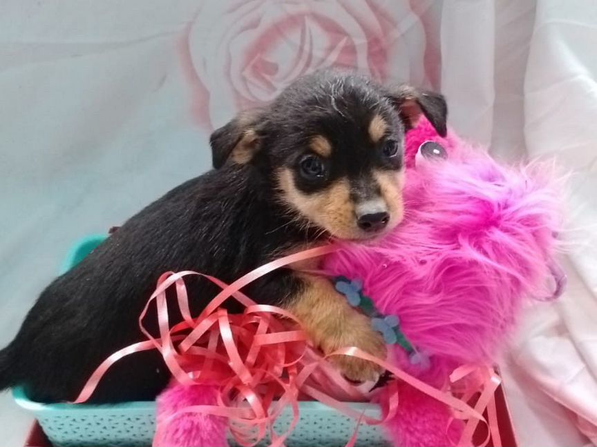 Отдадим бесплатно щенят