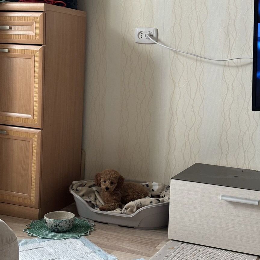 Лежак пластик для собаки