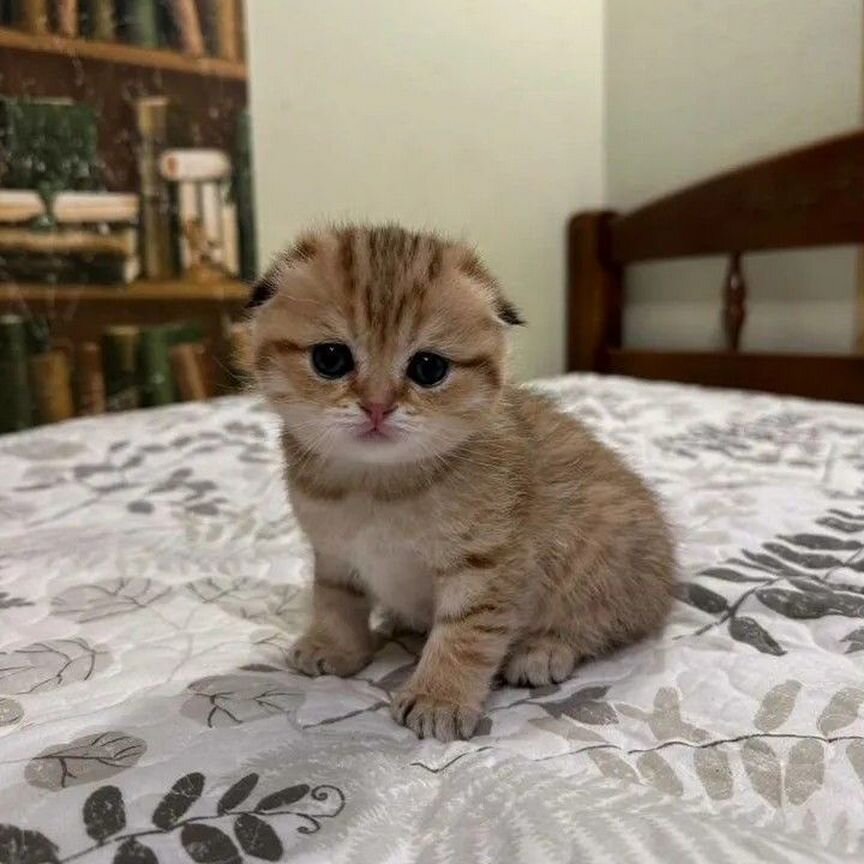 Шотландский вислоухий котёнок