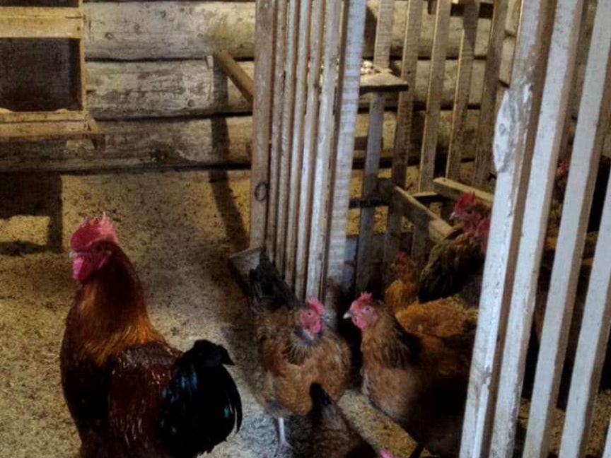 Инкубационное яйцо и цыплята Кученская Юбилейная