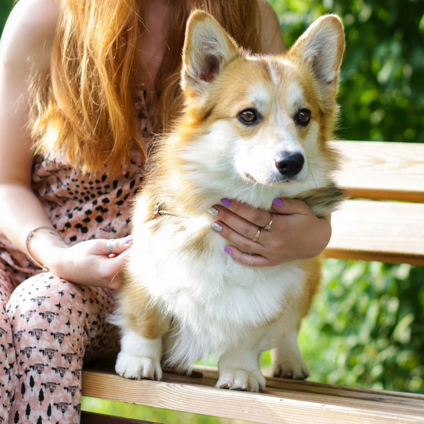 Корги в добрые руки