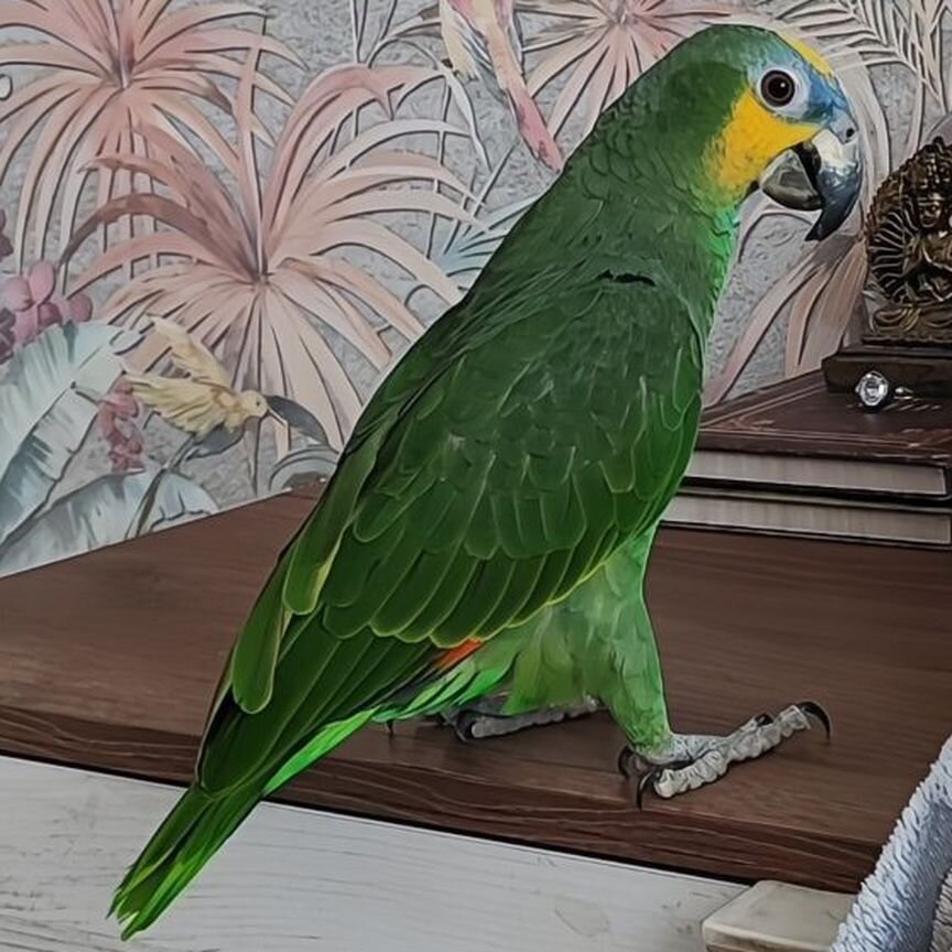 Попугай амазон говорящий