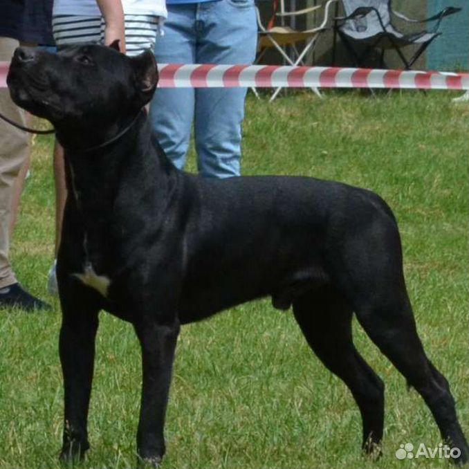 Питбуль вязка