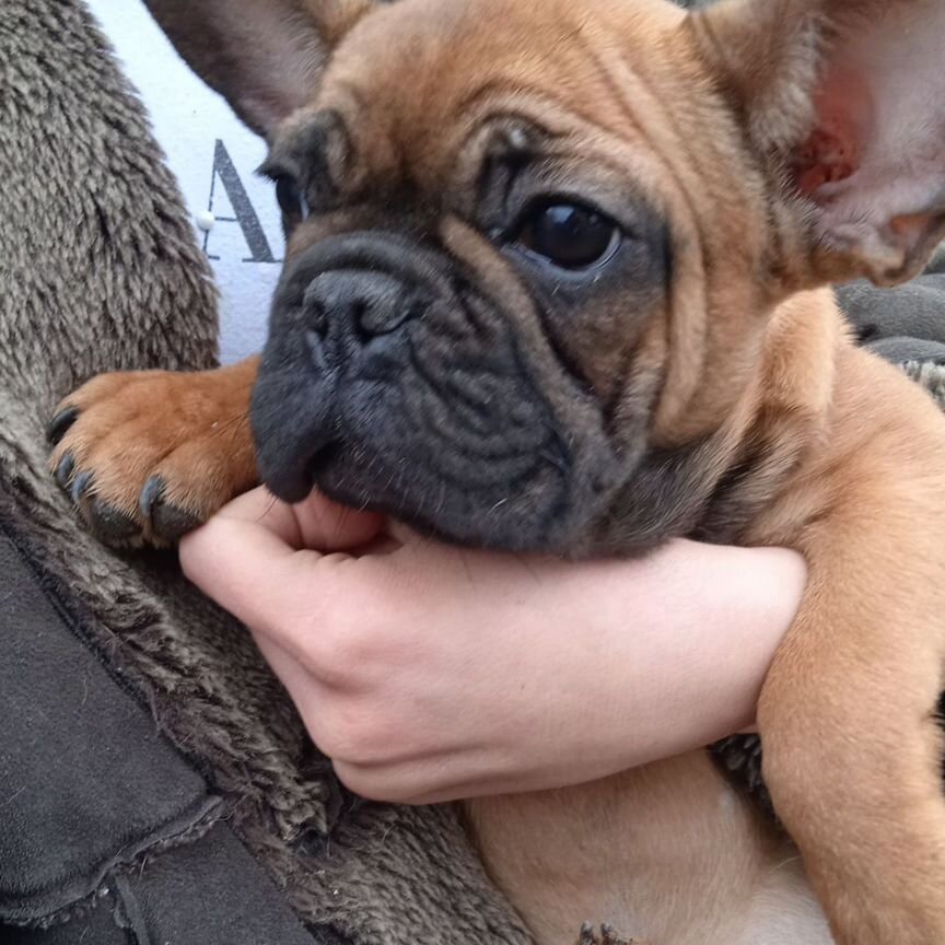 Французики