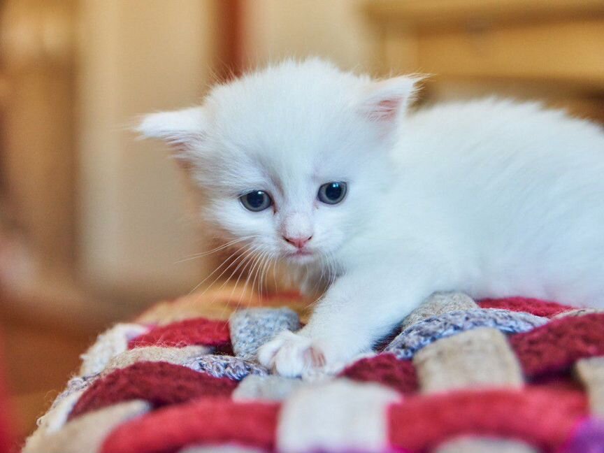 Котята от скоттиш страйт