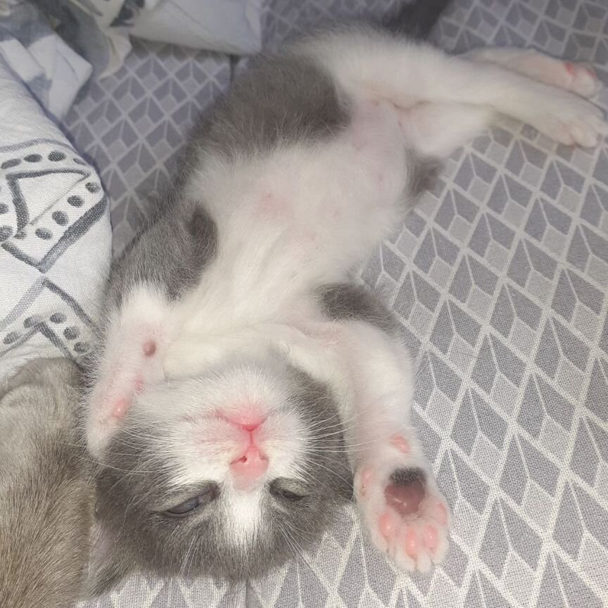 Отдам котенка в добрые руки мальчика