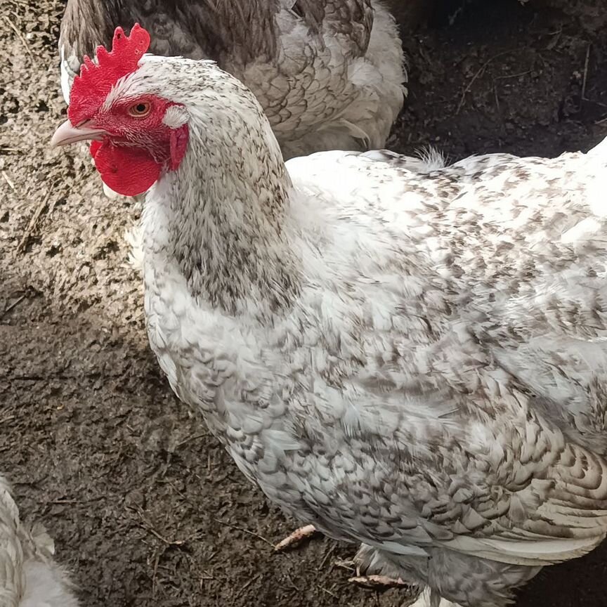 Петух брама