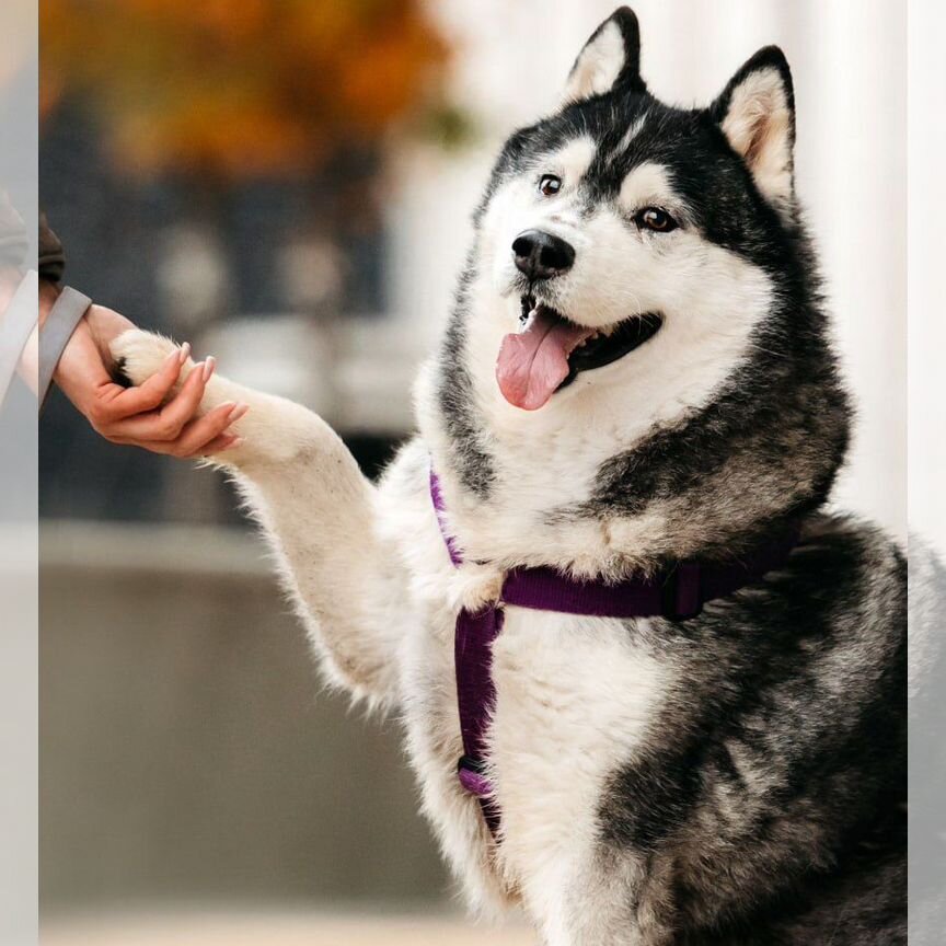 Сибирский хаски, взрослый пёс