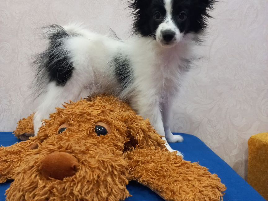 Щенки папийона