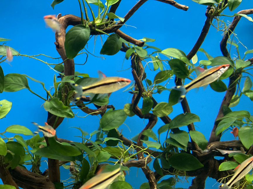 Барбус денисони, расборы клинопятнистые