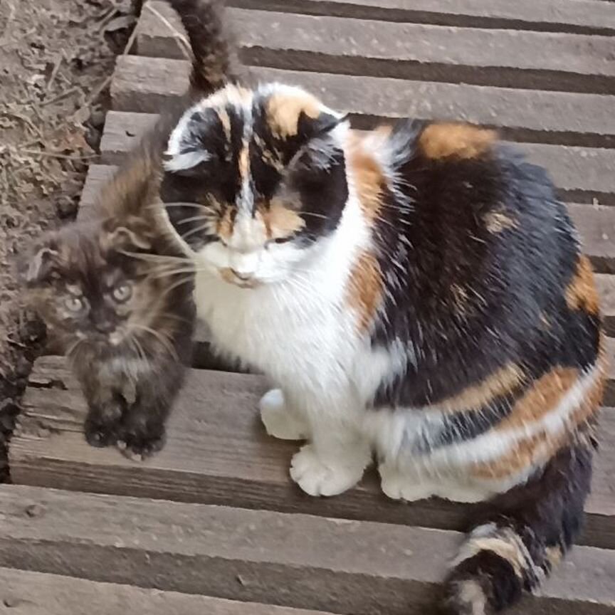 Кошечка -Анфиса