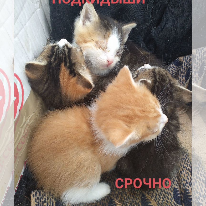 Сибирский котёнок