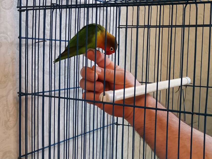 Попугай неразлучник