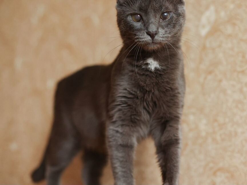 Кошки в добрые руки