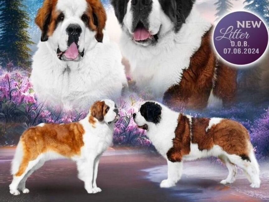 Шикарные малыши Сенбернара