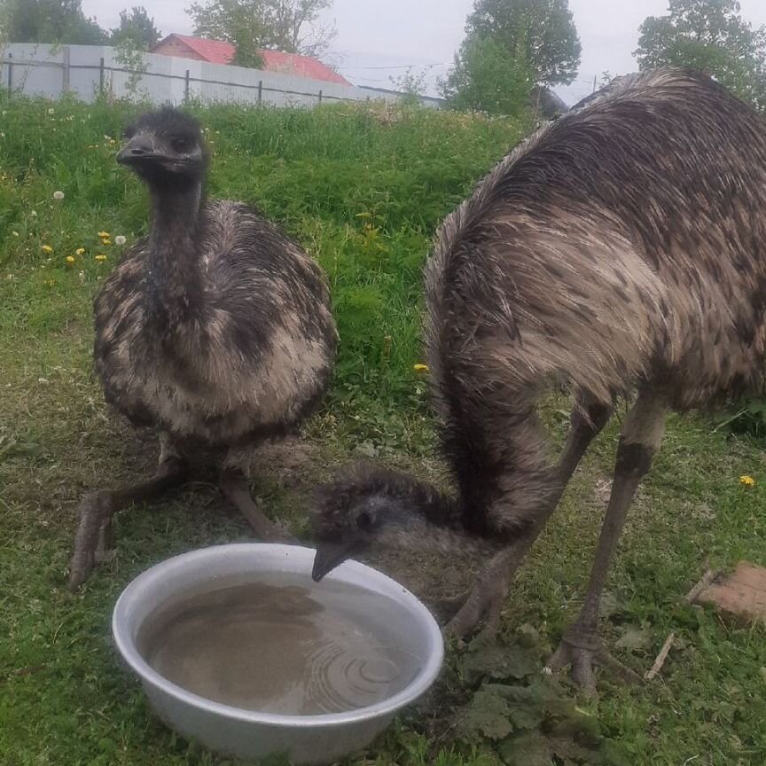 Страусы пара