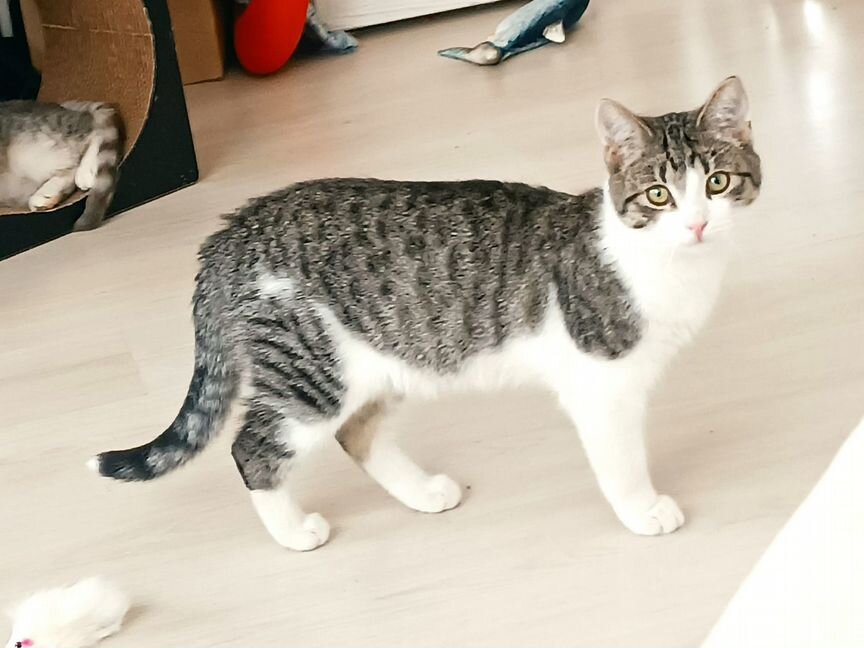 Котенок девочка 4 мес