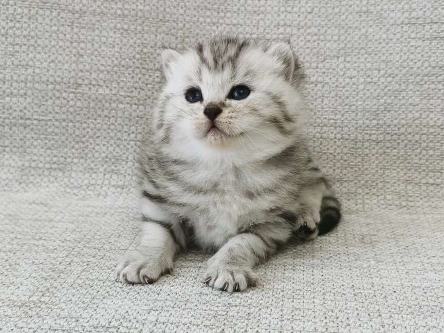 Британская девочка вискас