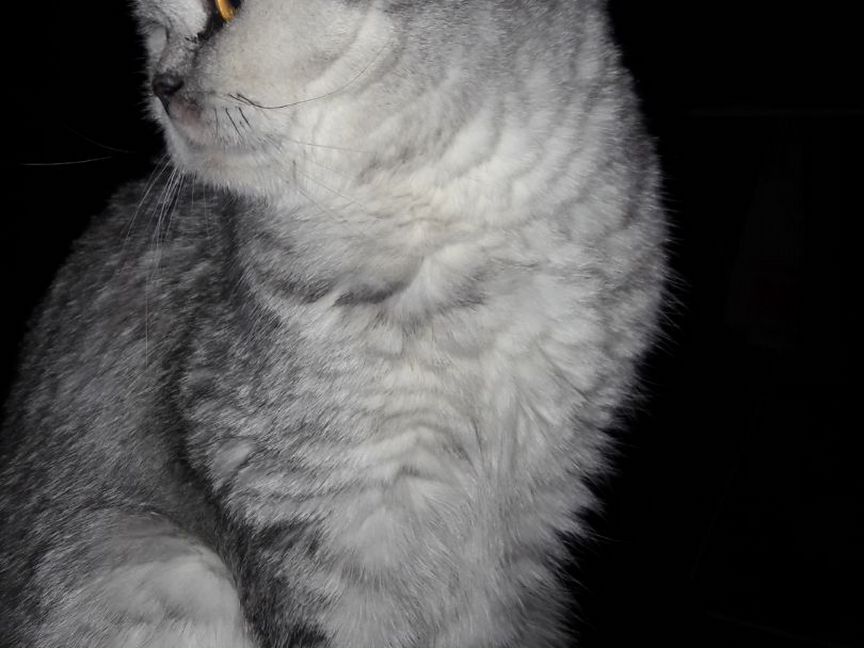 Шотландская кошка