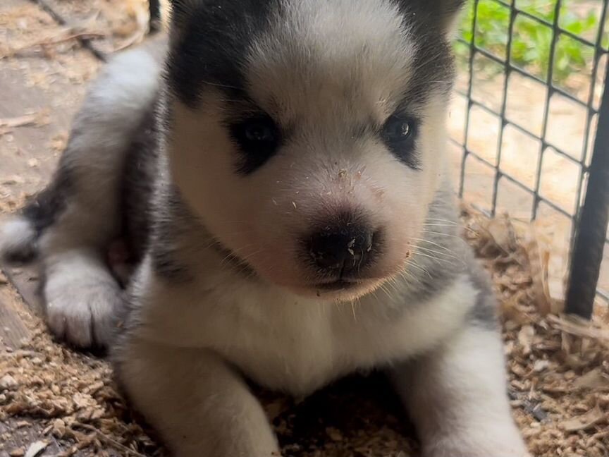 Красивые щенки хаски