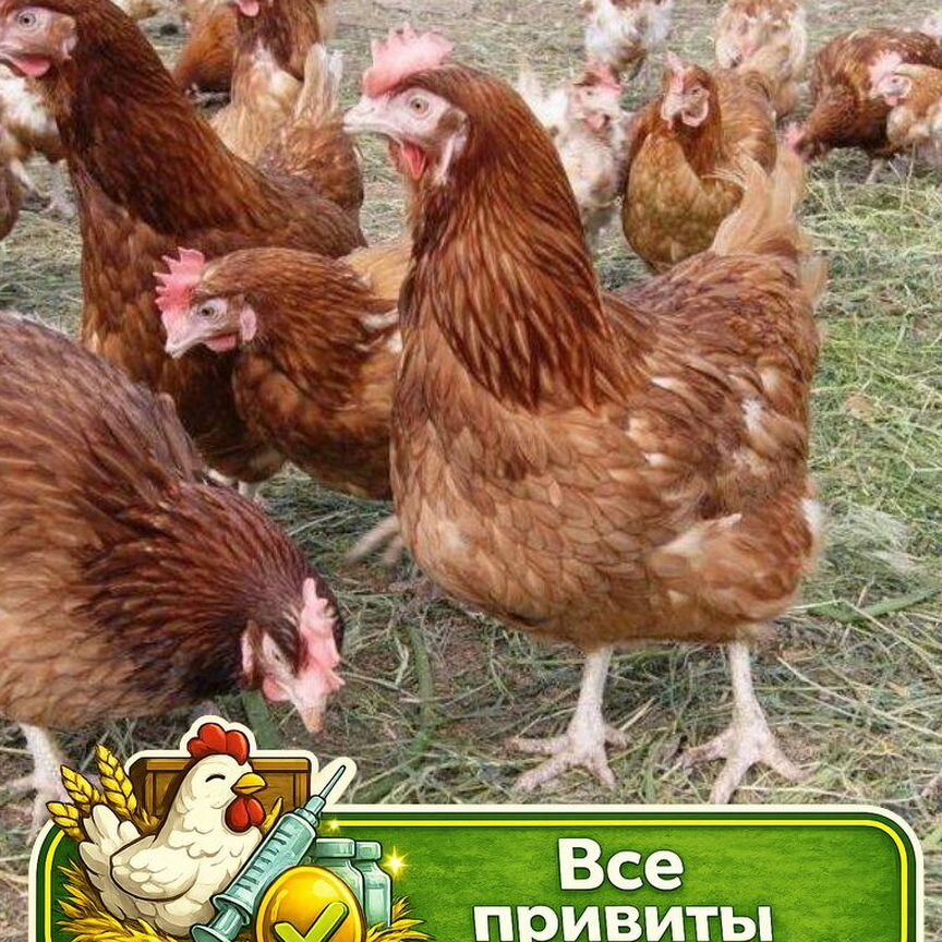 Куры несушки с доставкой