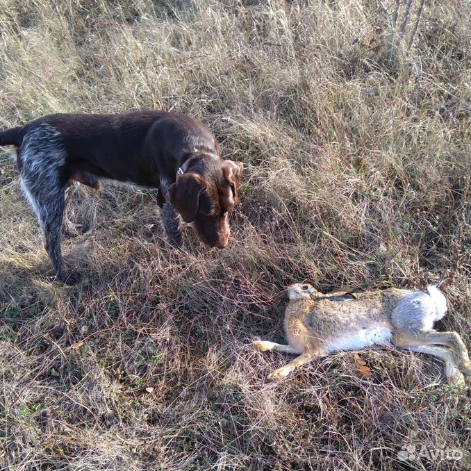 Продам щенков дратхаара