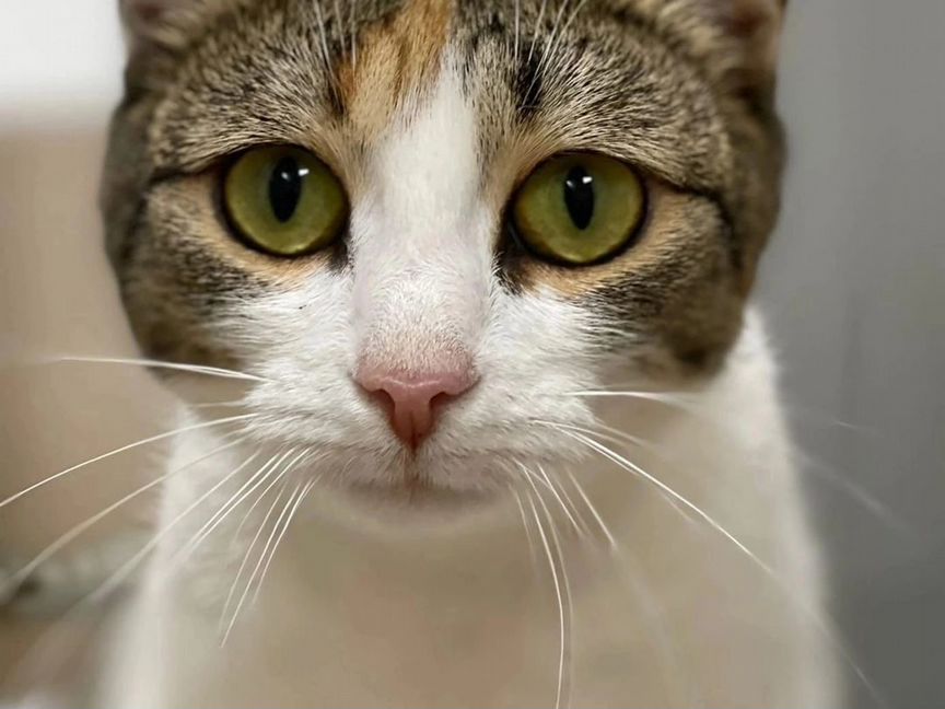 Дора- мечтает о доме