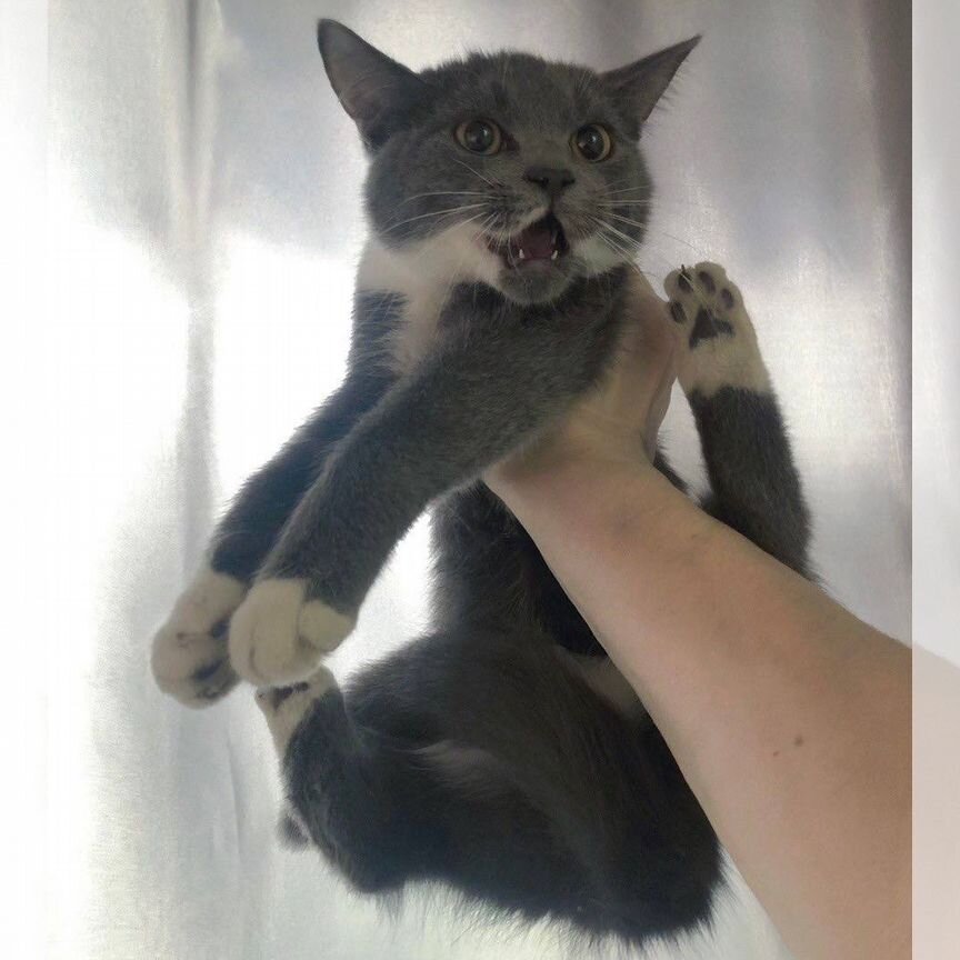 Котенок