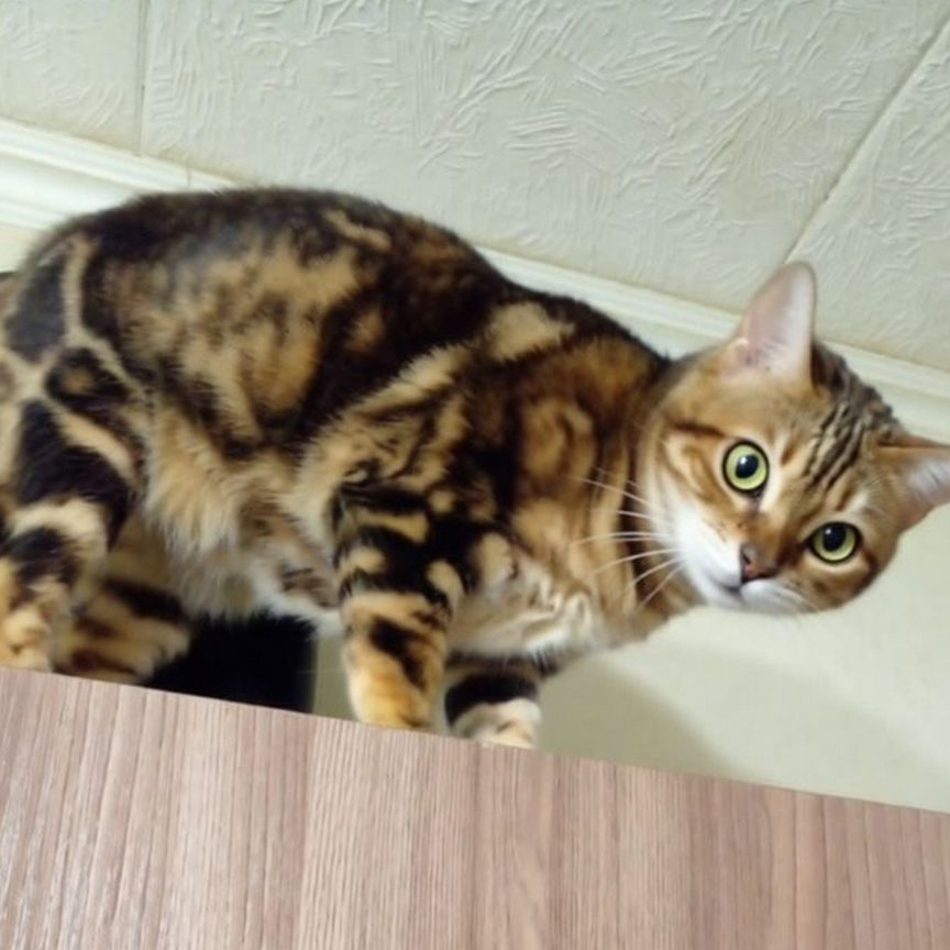 Взрослая, кошка в добрые руки