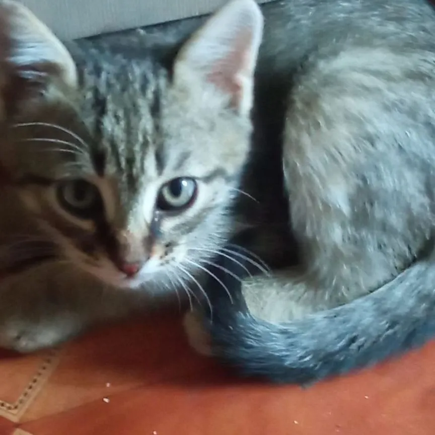 Котенок