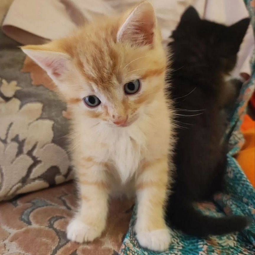 Котёнок в добрые руки