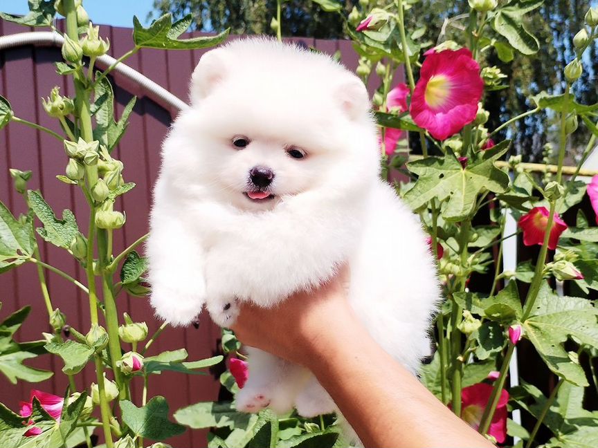 Шпиц мини белая девочка