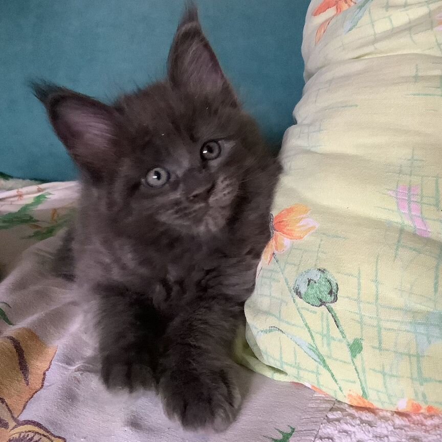 Мейн-кун котёнок