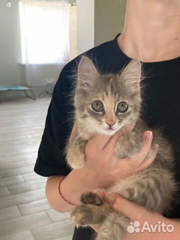 Тигренок в дар