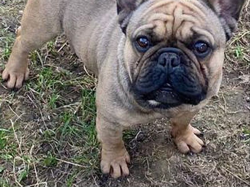 Французский красавчик