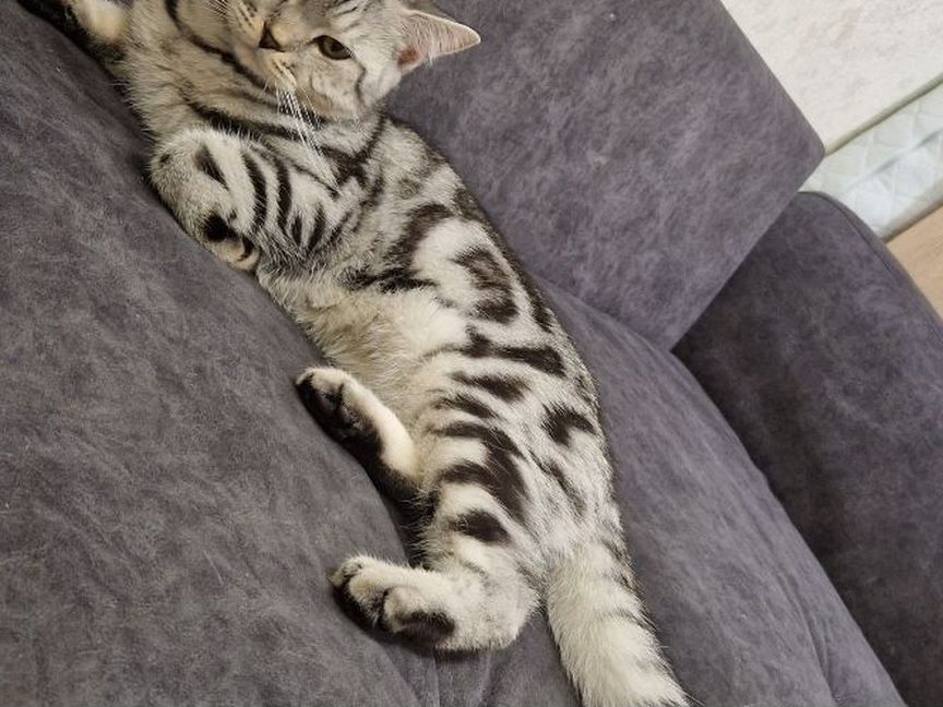 Котик шотландец