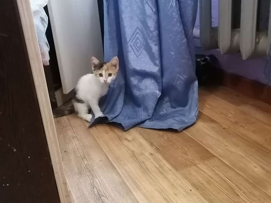 Котята в добрые руки бесплатно