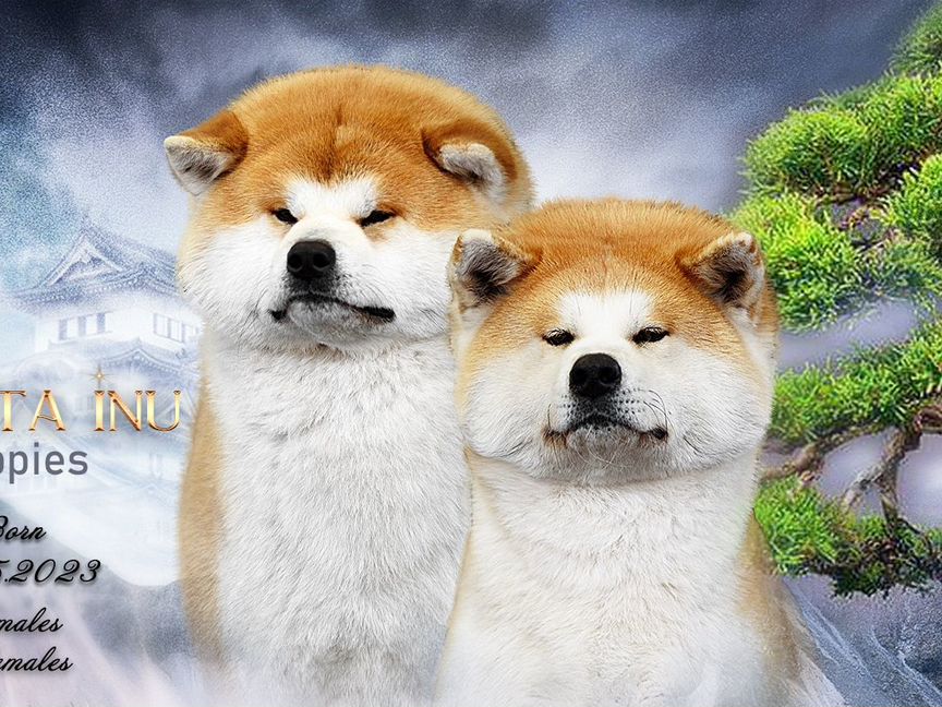 Щенки акита